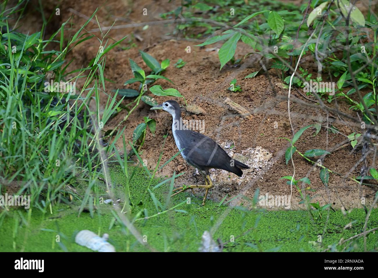 White-breasted waterhen - Amaurornis phoenicurus Stock Photo - Alamy