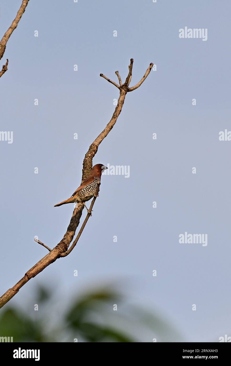 Scaly-breasted Munia or spotted munia Stock Photo - Alamy