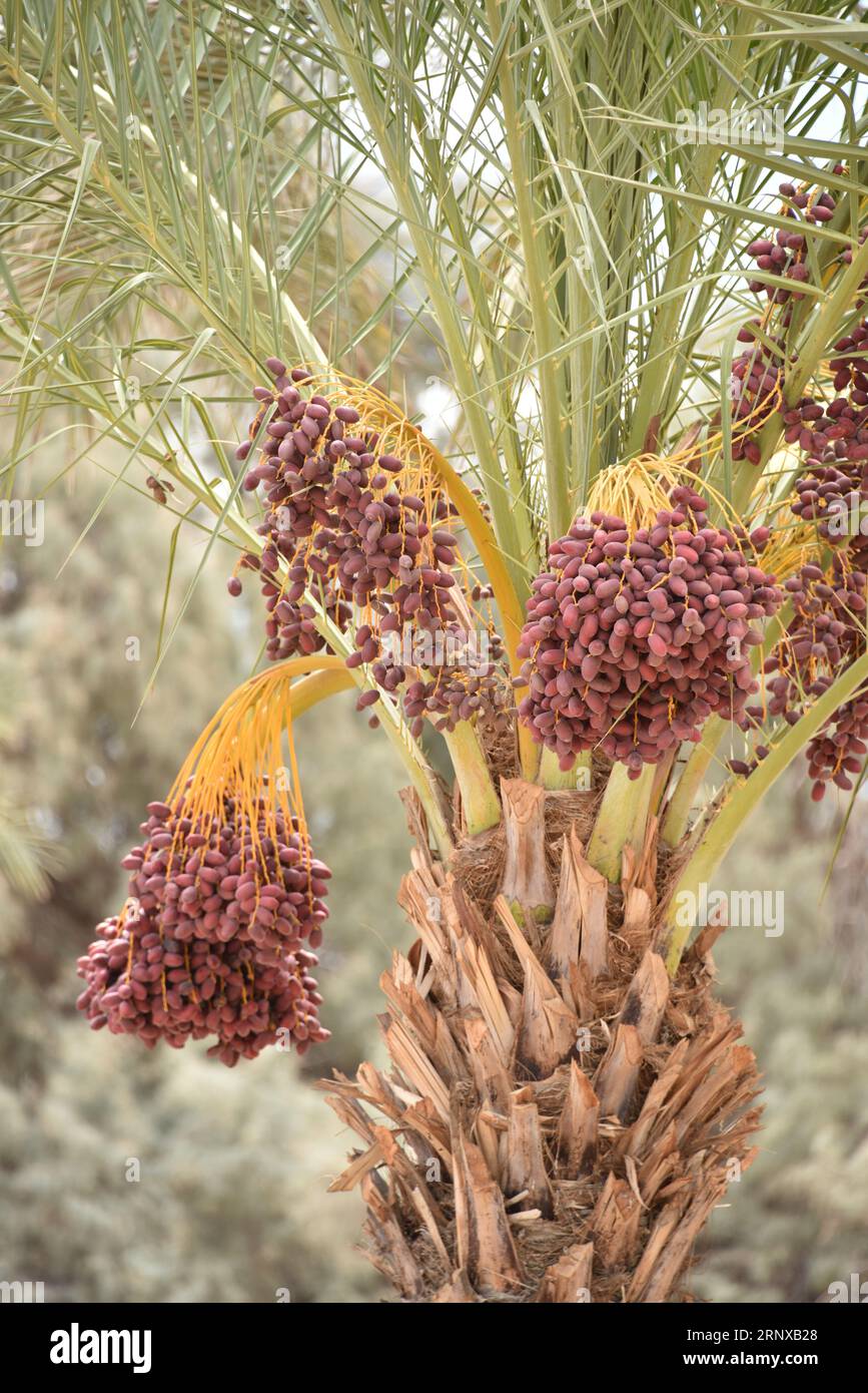 Yuma, AZ USA. 3/14/2023. Martha’s Gardens Medjool Date Farm was founded ...