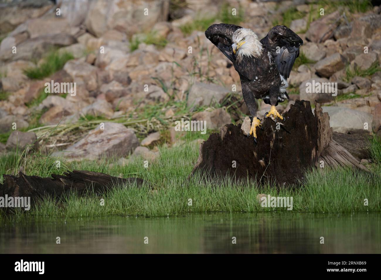 American bald eagle perched on hi-res stock photography and images - Alamy