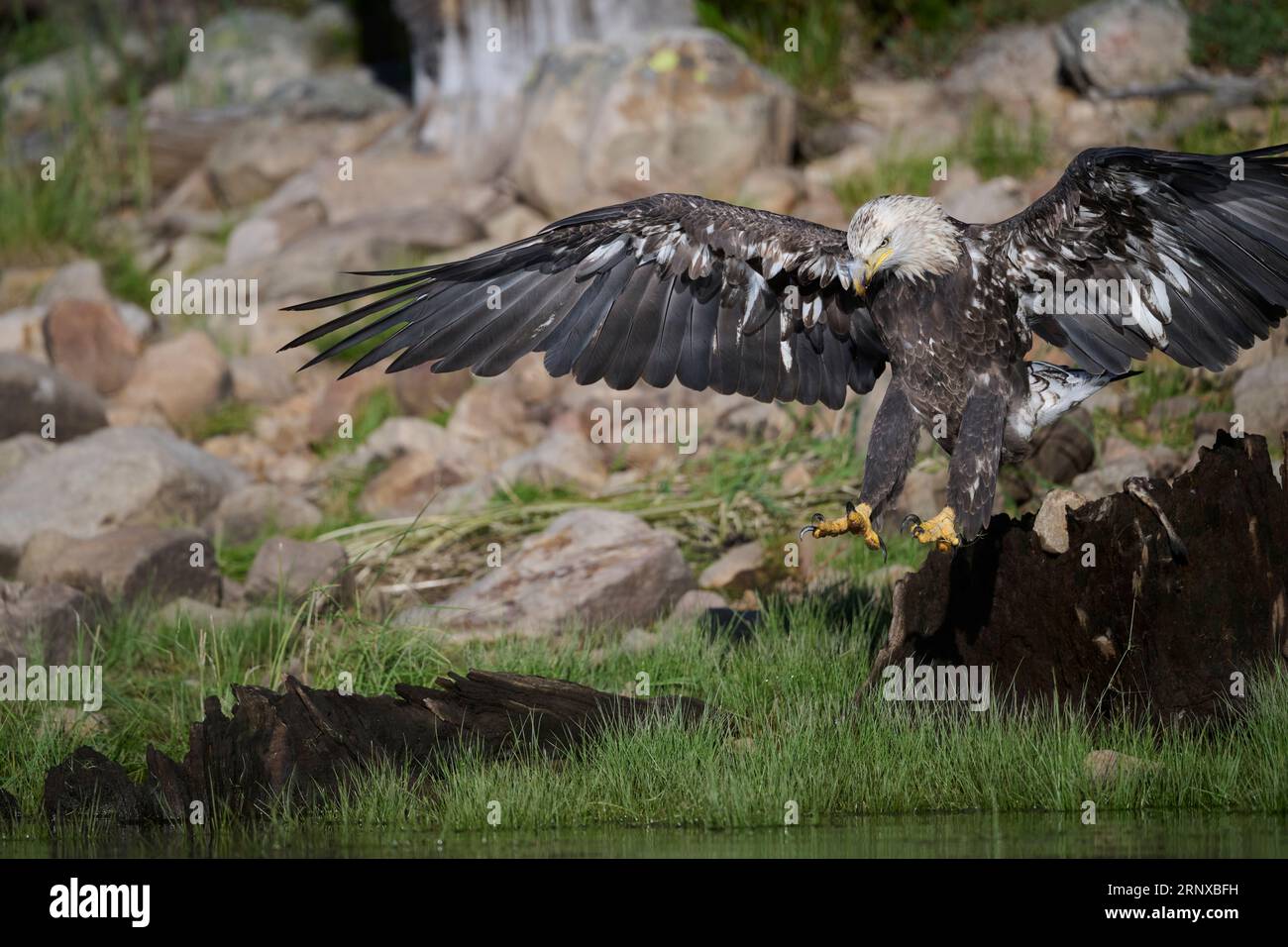 Landing eagles hi-res stock photography and images - Alamy