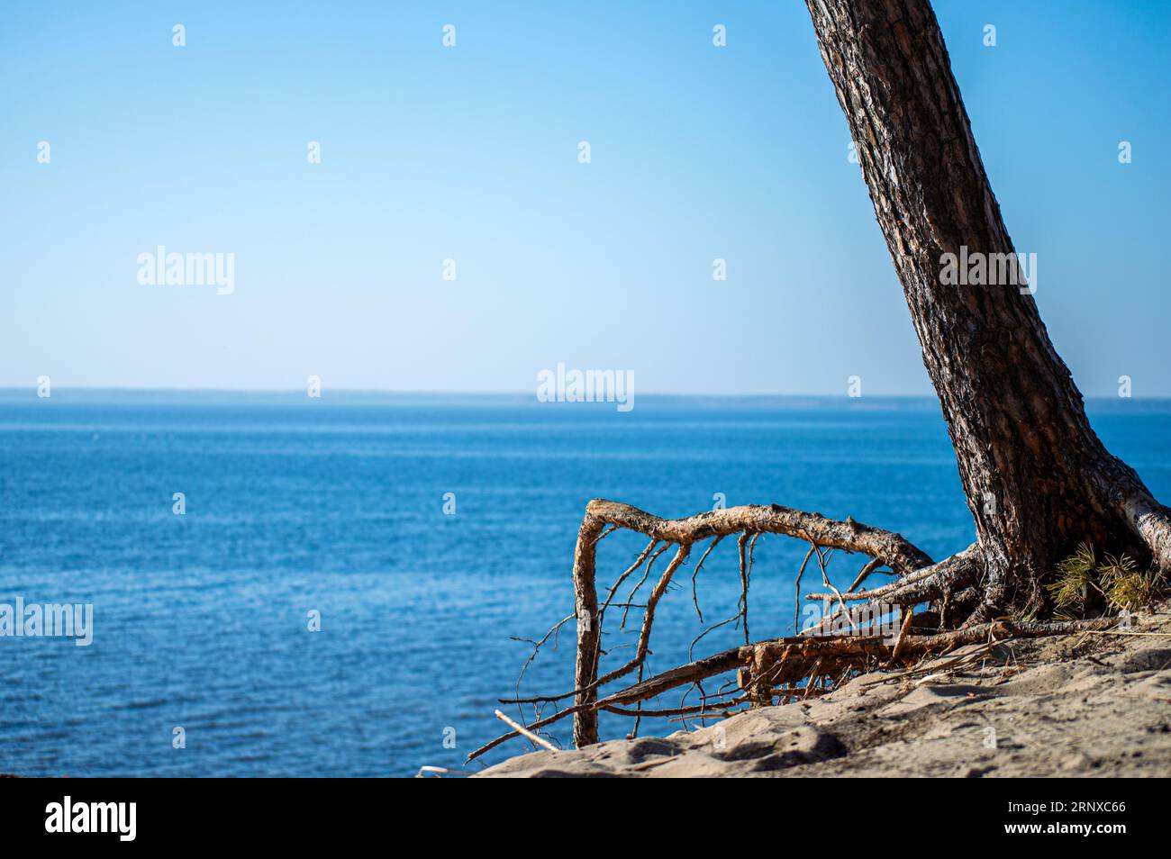 Tree roots on the beach Stock Photo - Alamy