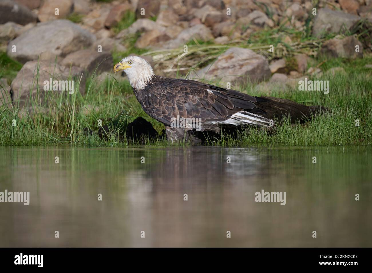 Bald eagle walking on hi-res stock photography and images - Alamy