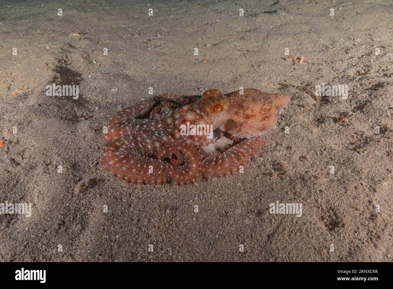 Octopus king of camouflage in the Red Sea, Eilat Israel Stock Photo - Alamy