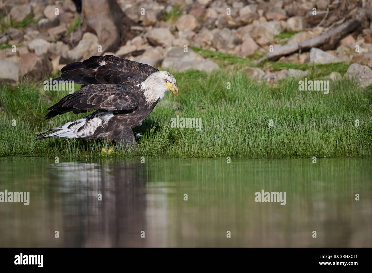 Bald eagle in grass hi-res stock photography and images - Alamy