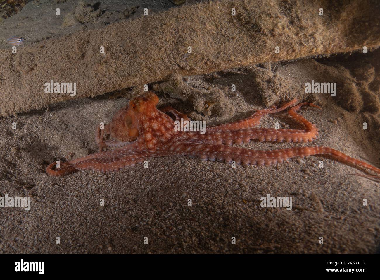 Octopus king of camouflage in the Red Sea, Eilat Israel Stock Photo - Alamy