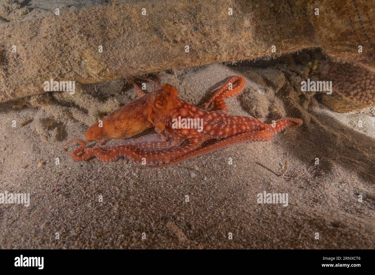 Octopus king of camouflage in the Red Sea, Eilat Israel Stock Photo - Alamy