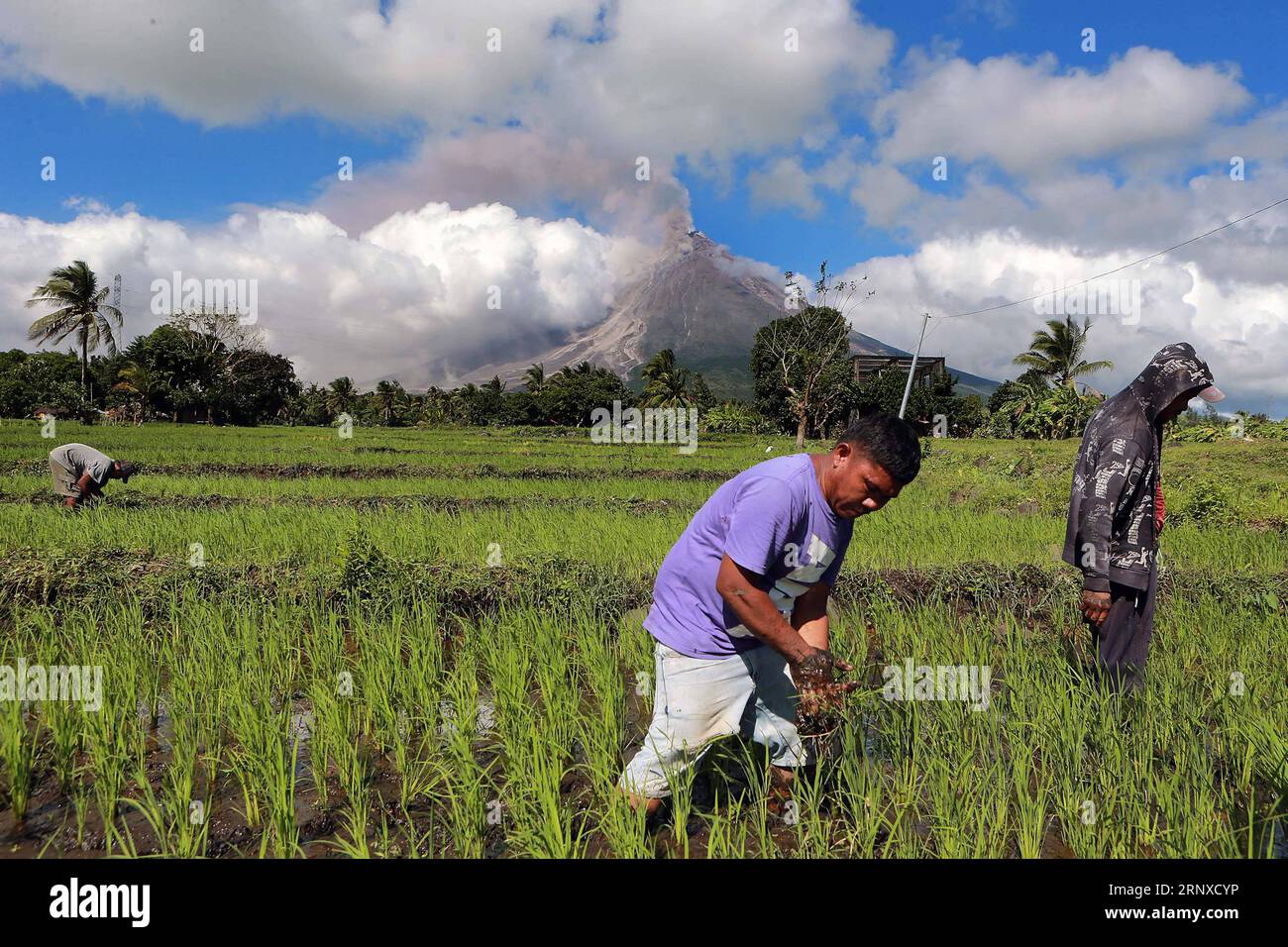 (180123) -- ALBAY (THE PHILIPPINES), Jan. 23, 2018 -- Farmers tend their crops as ash plumes ...