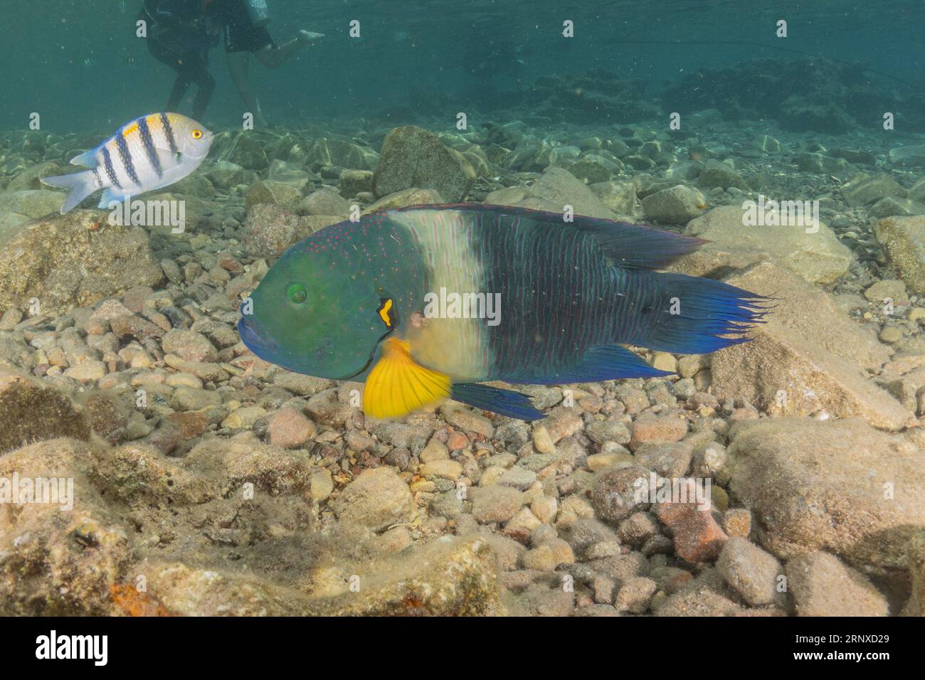 Fish swimming in the Red Sea, colorful fish, Eilat Israel Stock Photo ...
