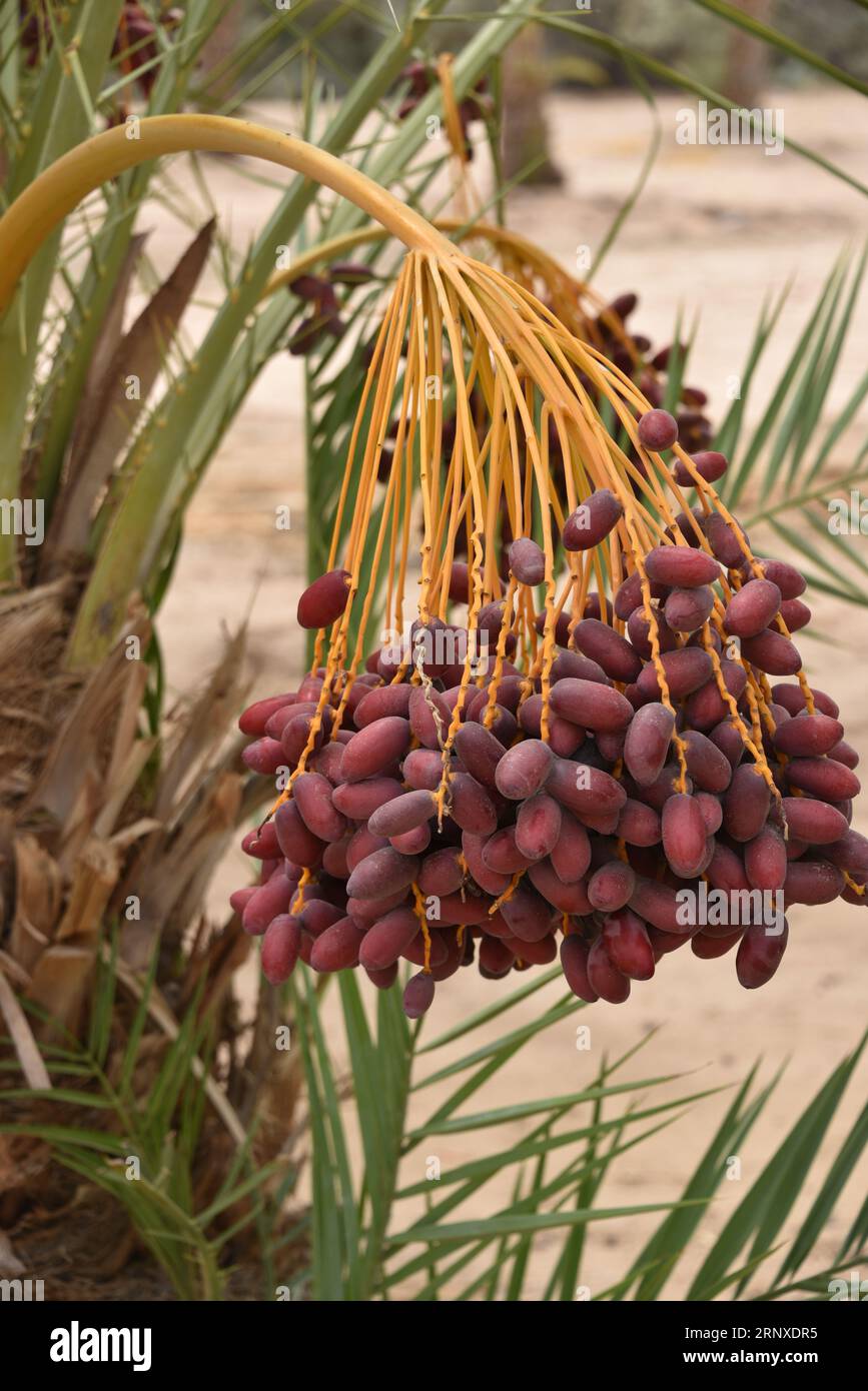 Yuma, AZ USA. 3/14/2023. Martha’s Gardens Medjool Date Farm was founded ...