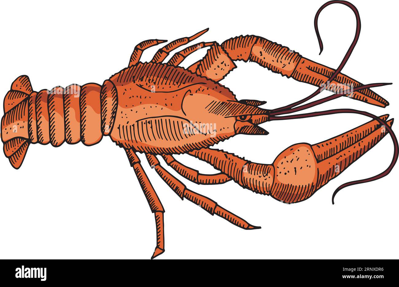 Lobster drawing hi-res stock photography and images - Alamy