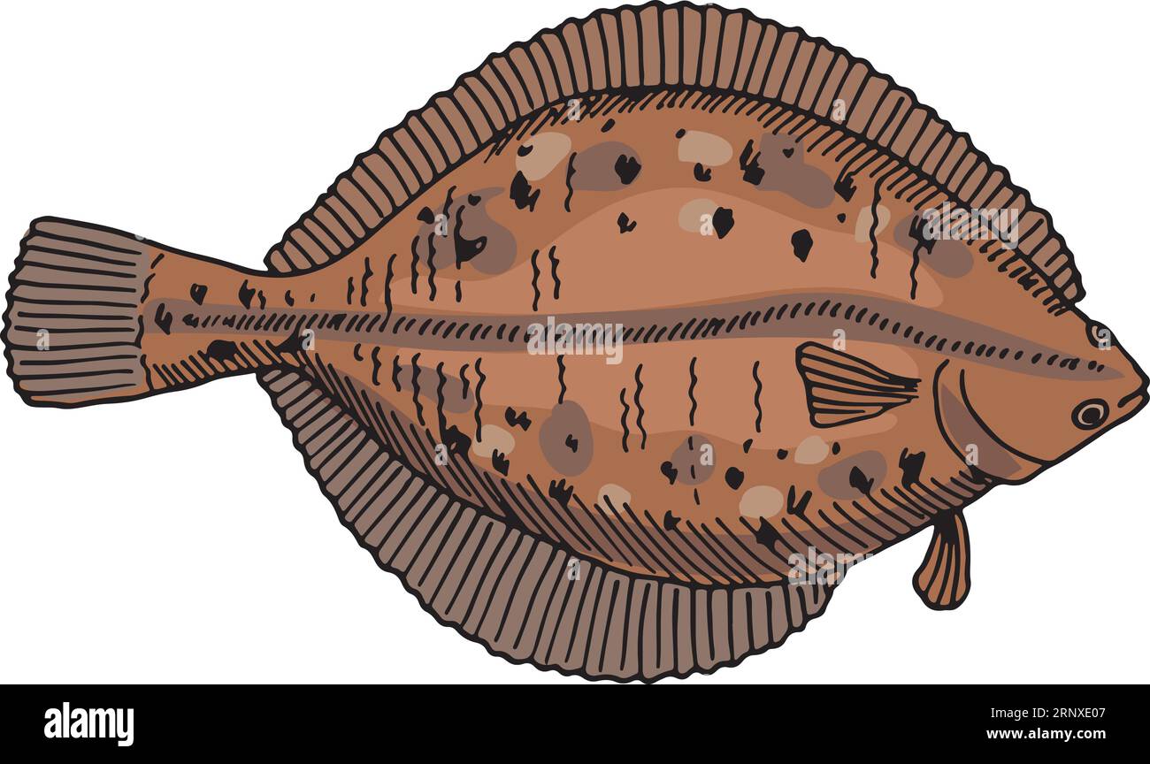Flounder illustration. Hand drawn underwater fish icon Stock Vector ...