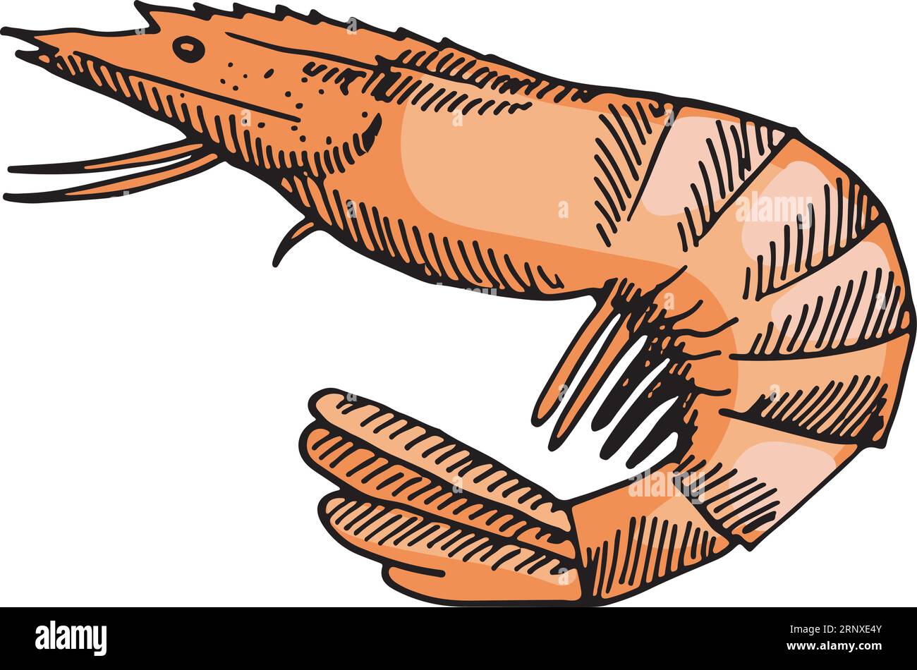 Shrimp color illustration. Seafood menu hand drawn sketch Stock Vector ...