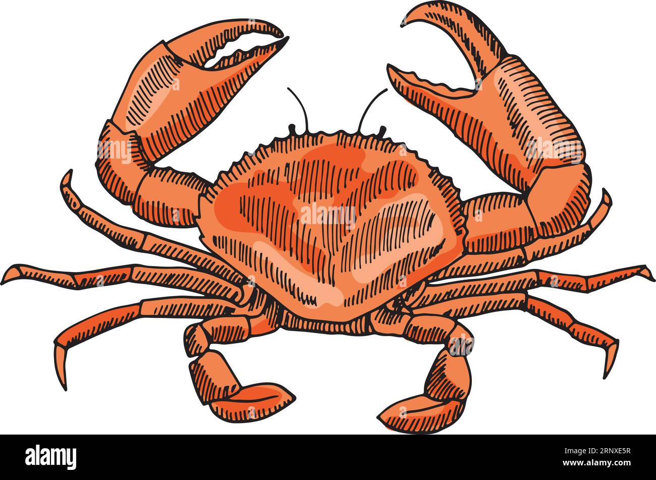 Shellfish engraving Cut Out Stock Images & Pictures - Alamy