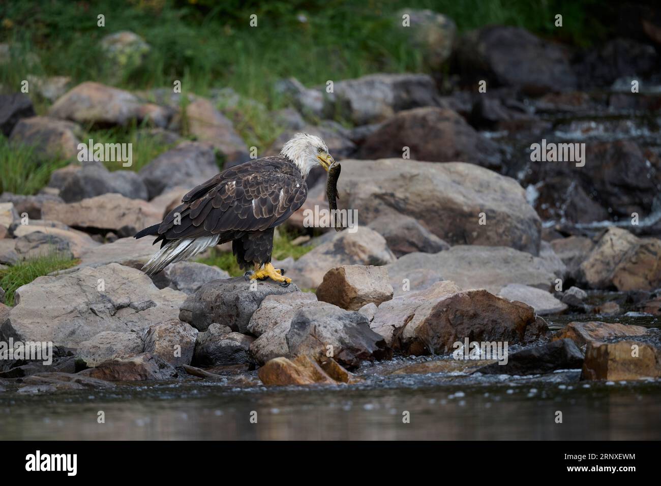 Bald eagle holding a trout, Utah Stock Photo - Alamy