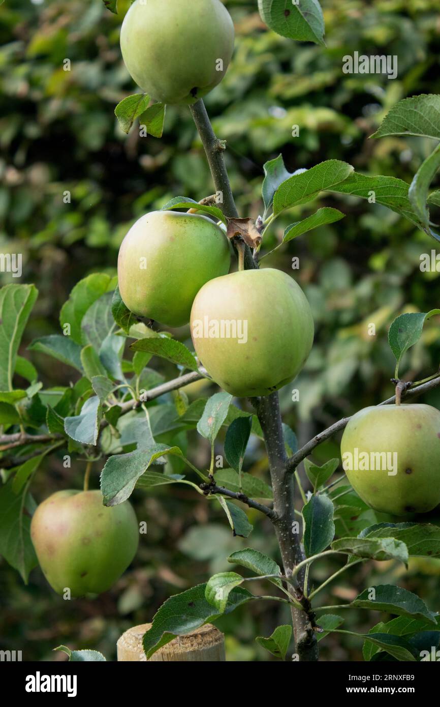 Apple with a small apple on a branch on a hi-res stock photography and ...