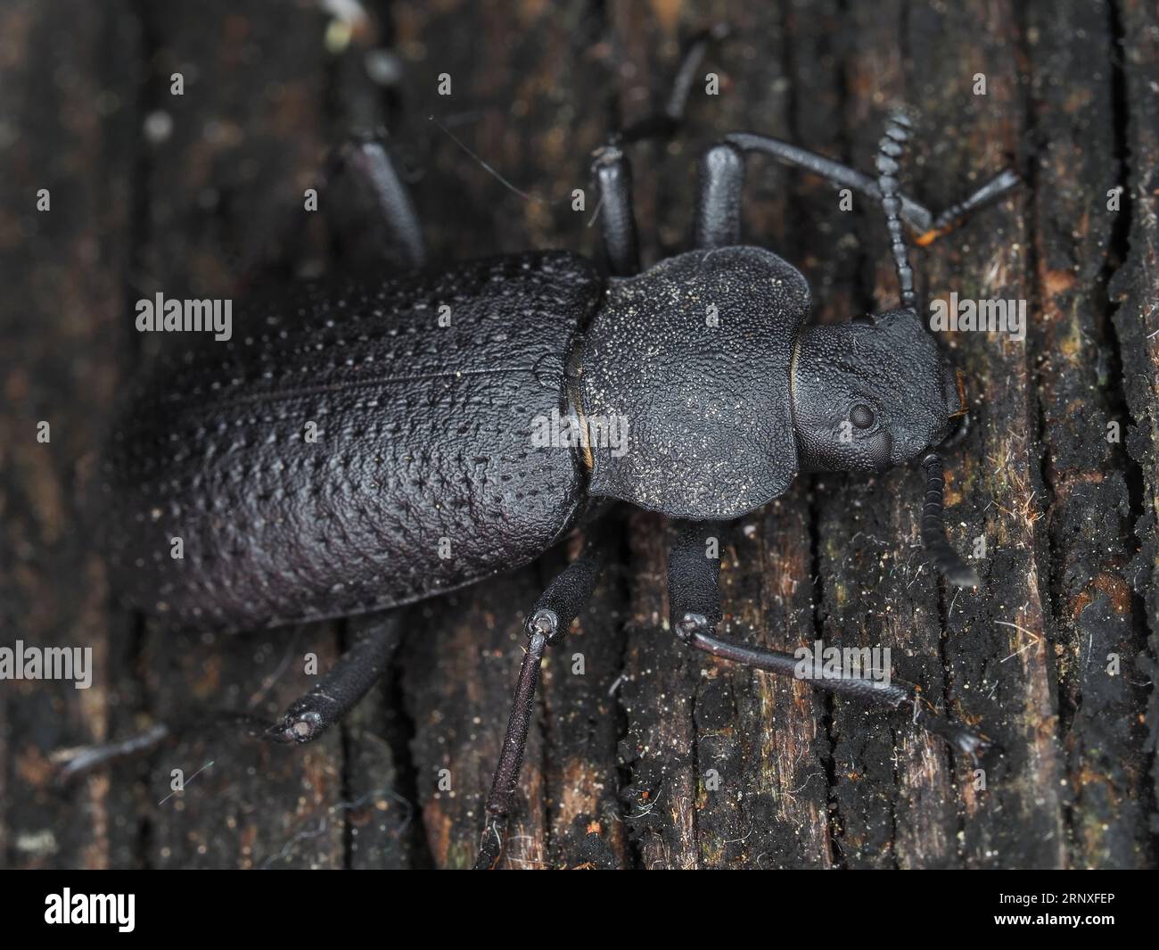 Beetle identified as Iphthiminus serratus, with unusual development ...