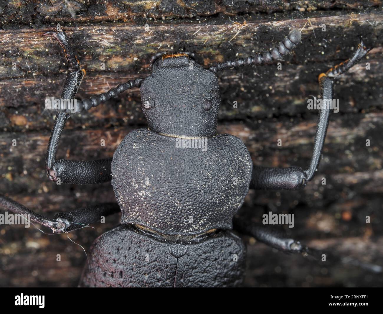 Beetle identified as Iphthiminus serratus, with unusual development ...