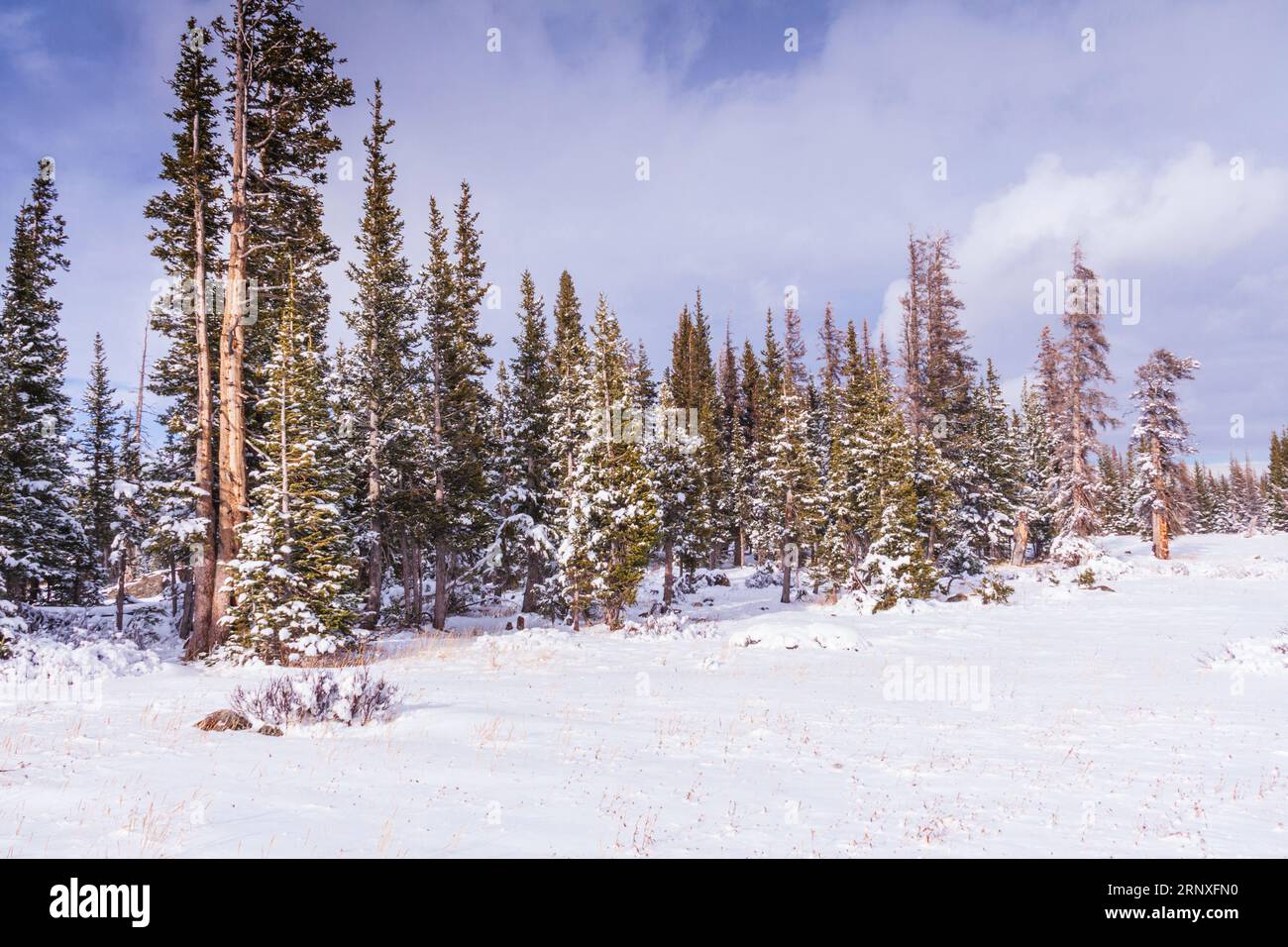 Medicine bow routt national forests hi-res stock photography and images ...