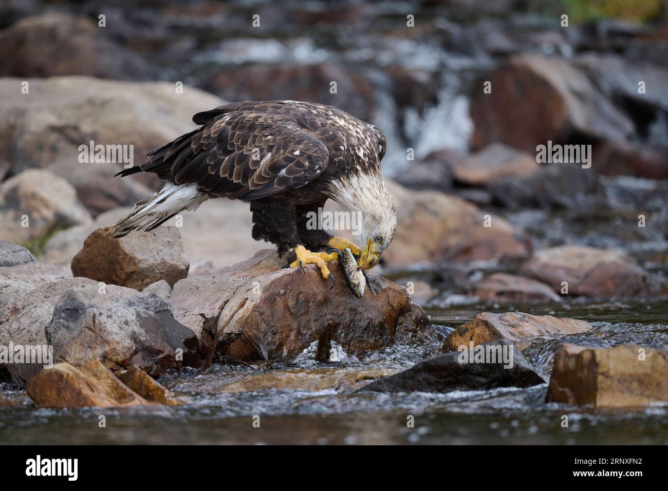 Bald eagle holding a trout, Utah Stock Photo - Alamy