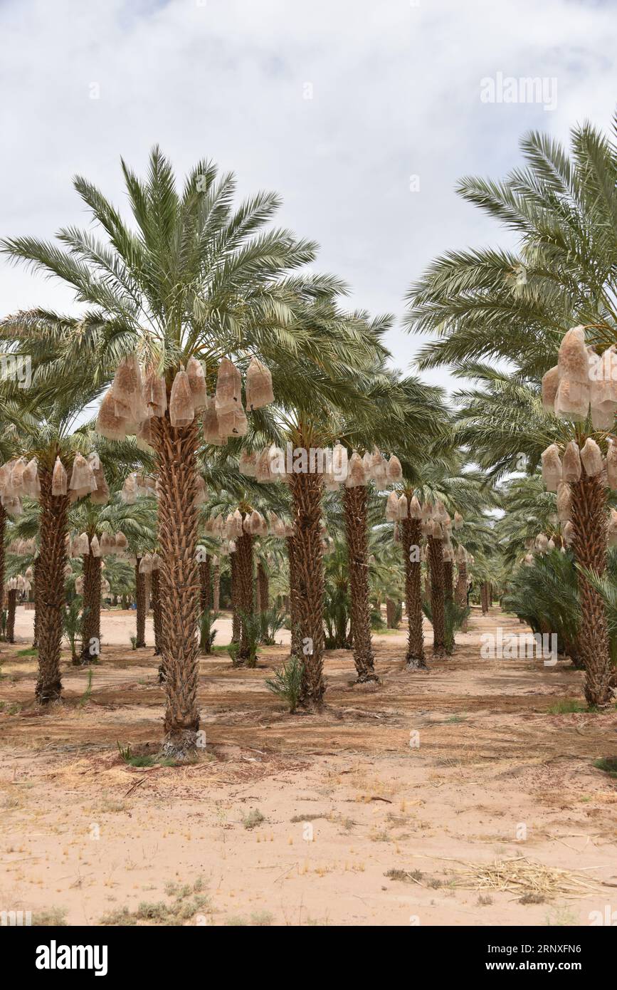 Yuma, AZ USA. 3/14/2023. Martha’s Gardens Medjool Date Farm was founded ...