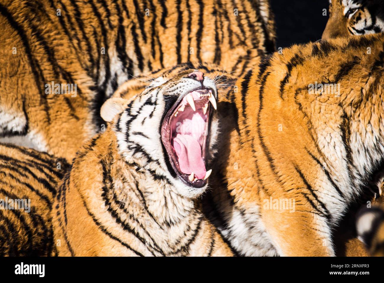 Save tigers hi-res stock photography and images - Alamy