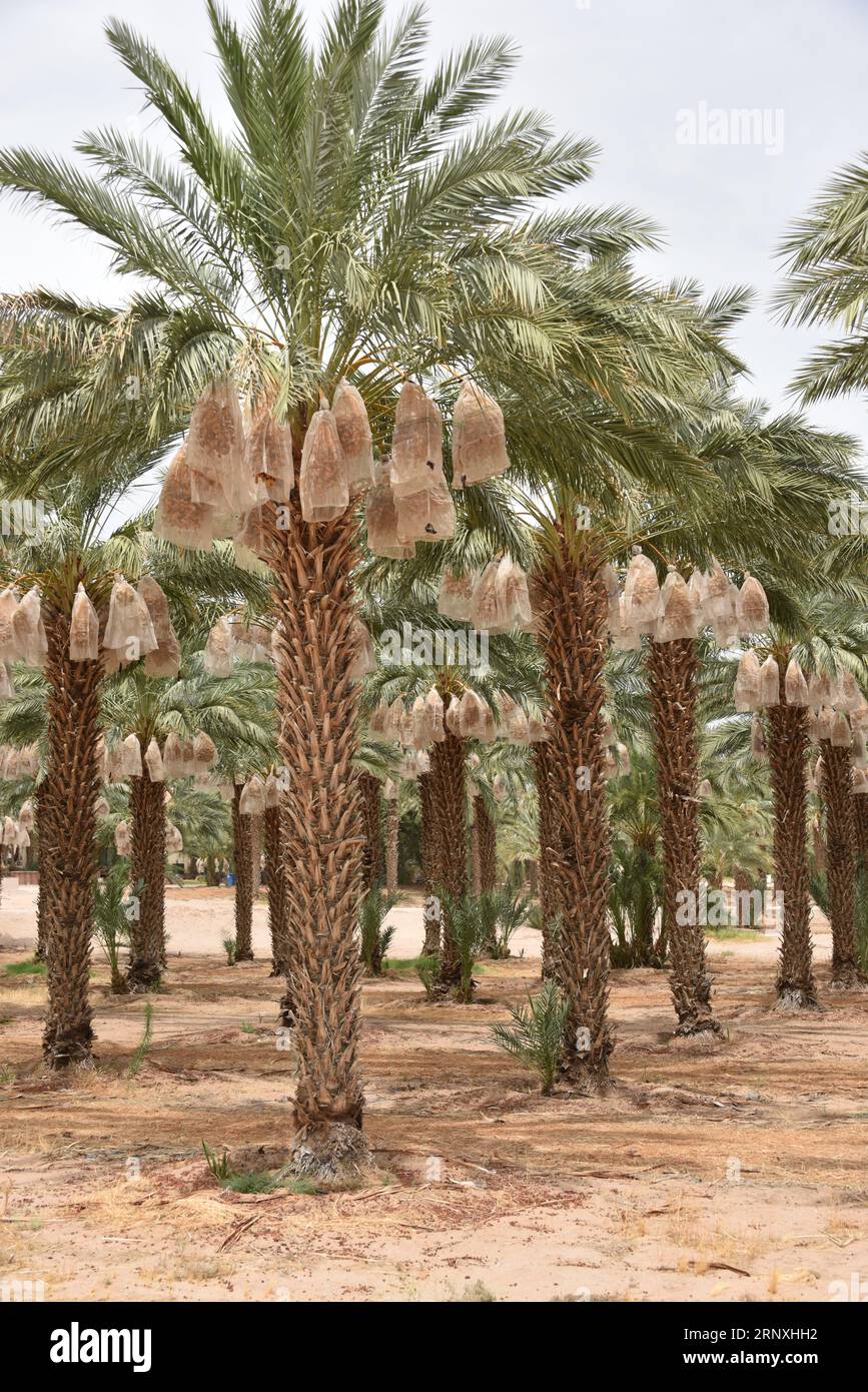 Yuma, AZ USA. 3/14/2023. Martha’s Gardens Medjool Date Farm was founded ...