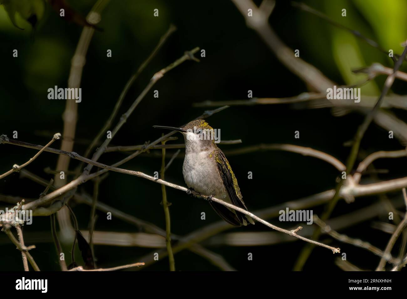The Ruby-throated hummingbird (Archilochus colubris Stock Photo - Alamy