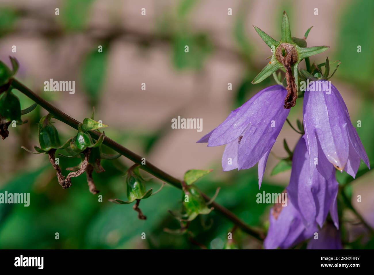 Angels fishing rod flowers hi-res stock photography and images - Alamy