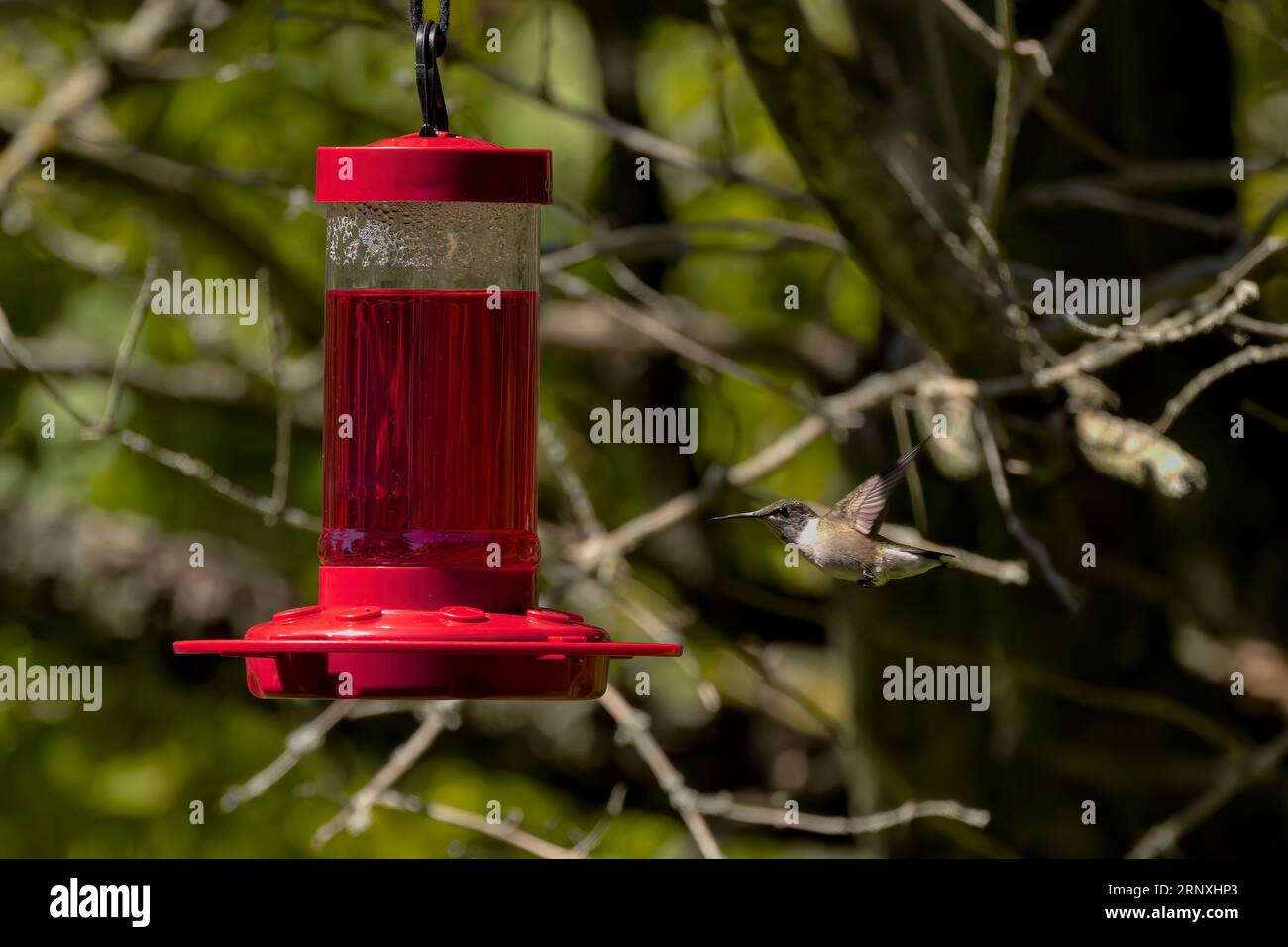 The Ruby-throated hummingbird (Archilochus colubris Stock Photo - Alamy