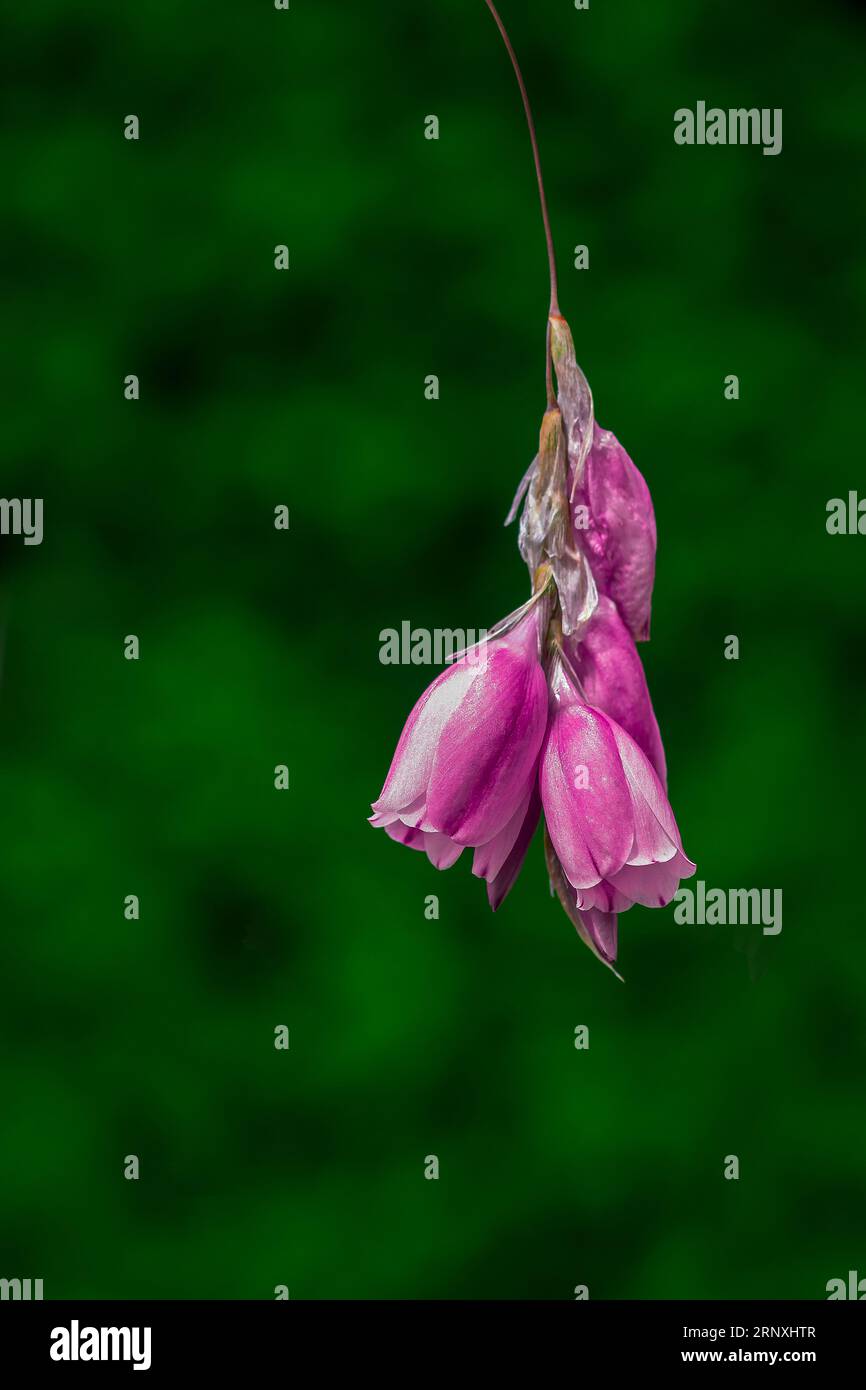 Angels fishing rod flowers hi-res stock photography and images - Alamy