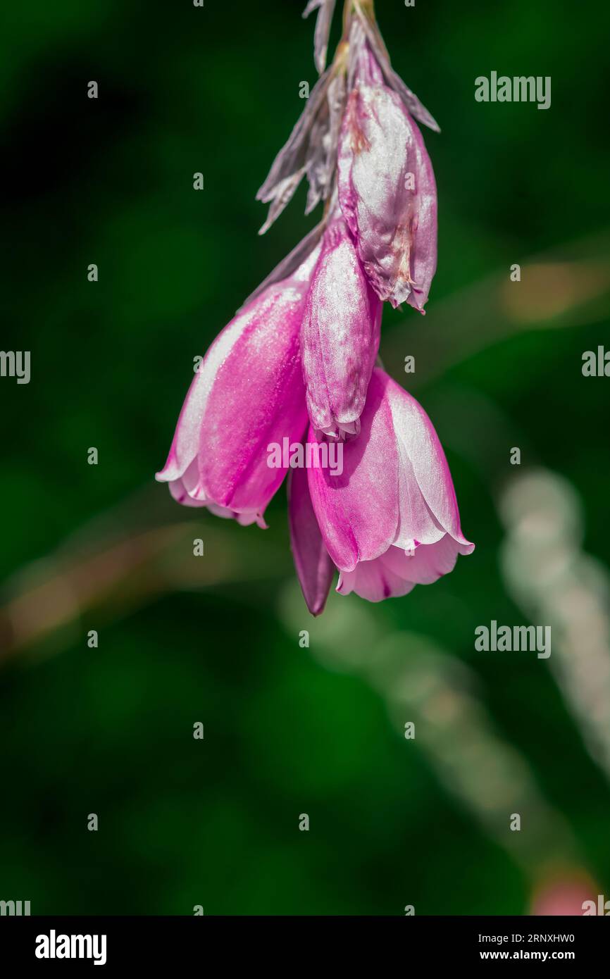 Angels fishing rod flowers hi-res stock photography and images - Alamy