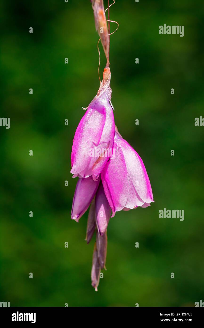 Angels fishing rod flowers hi-res stock photography and images - Alamy
