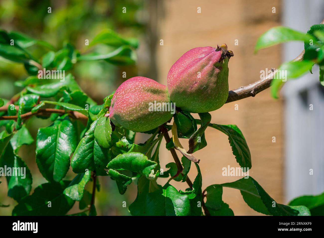 fruits on branch Stock Photo - Alamy