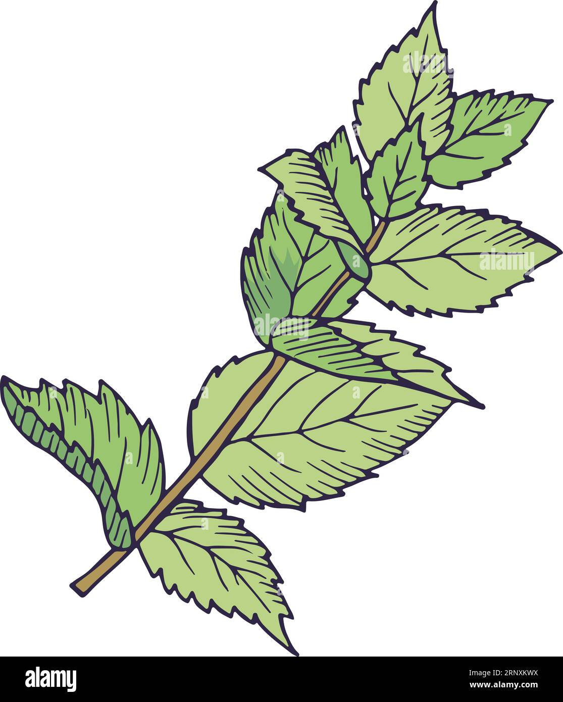 Mint branch with green leaves. Herbal plant illustration Stock Vector ...