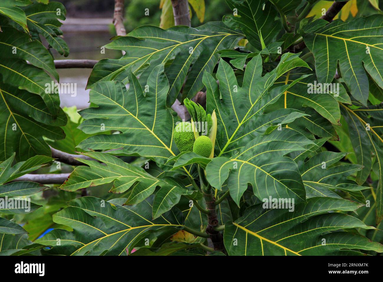 Small Breadfruit and Male flower on a Breadfruit Tree Stock Photo - Alamy