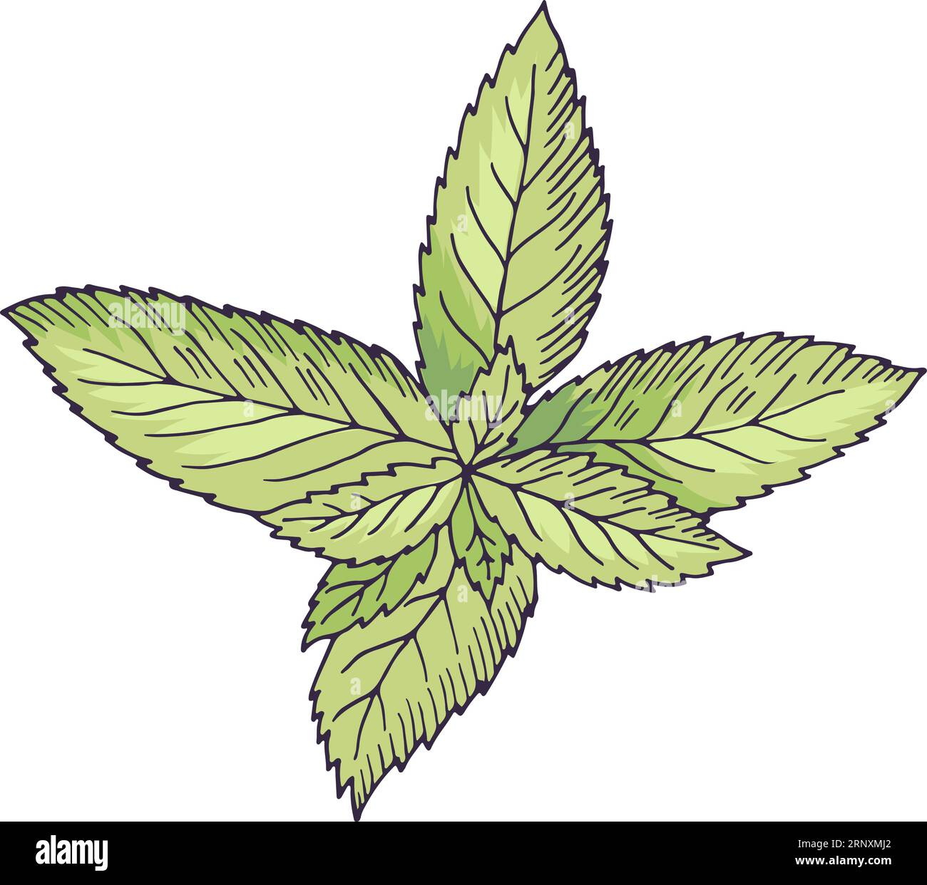 Mint botanical illustration. Green leaves floral element Stock Vector ...