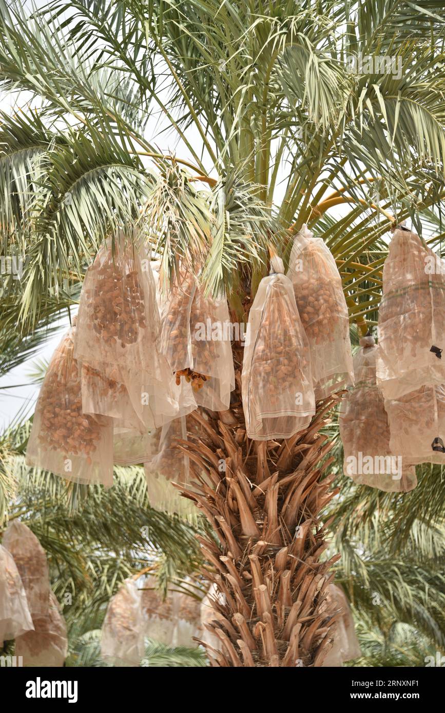 Yuma, AZ USA. 3/14/2023. Martha’s Gardens Medjool Date Farm was founded ...