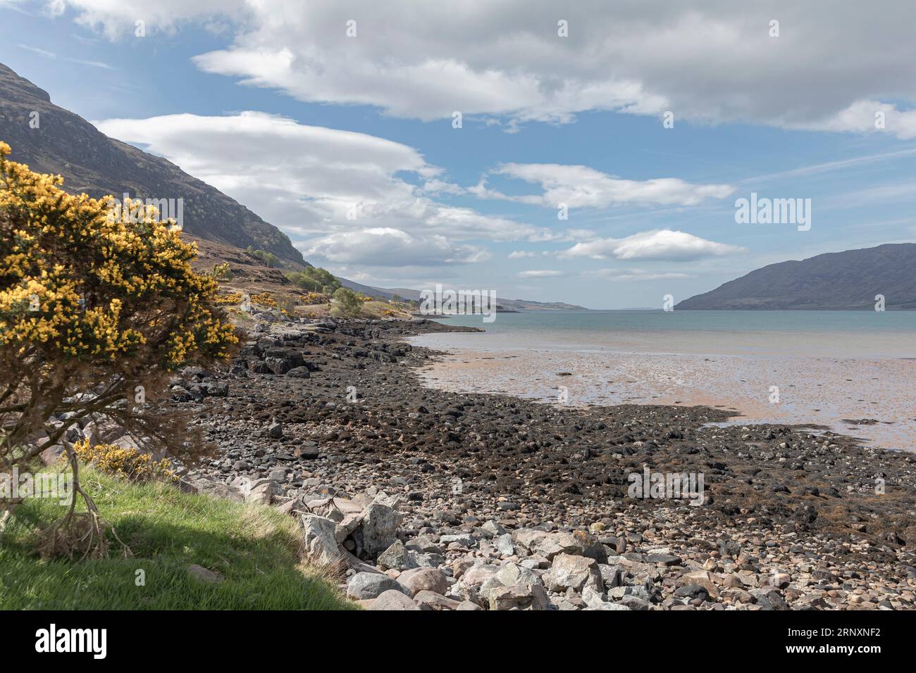 Gorse flowering yellow sea hi-res stock photography and images - Alamy