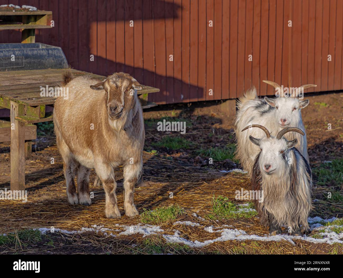 Hairy goat hi-res stock photography and images - Alamy