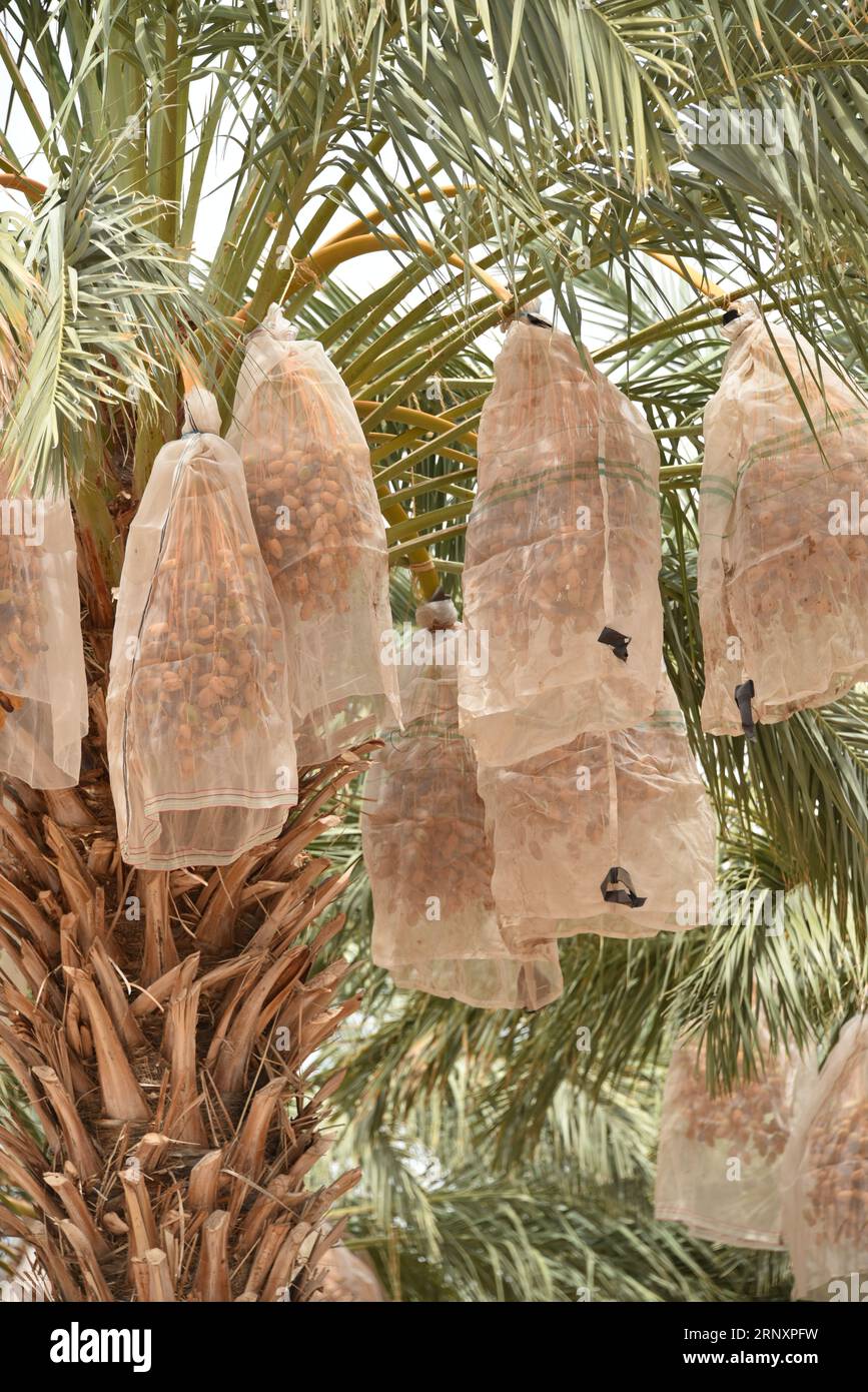 Yuma, AZ USA. 3/14/2023. Martha’s Gardens Medjool Date Farm was founded ...