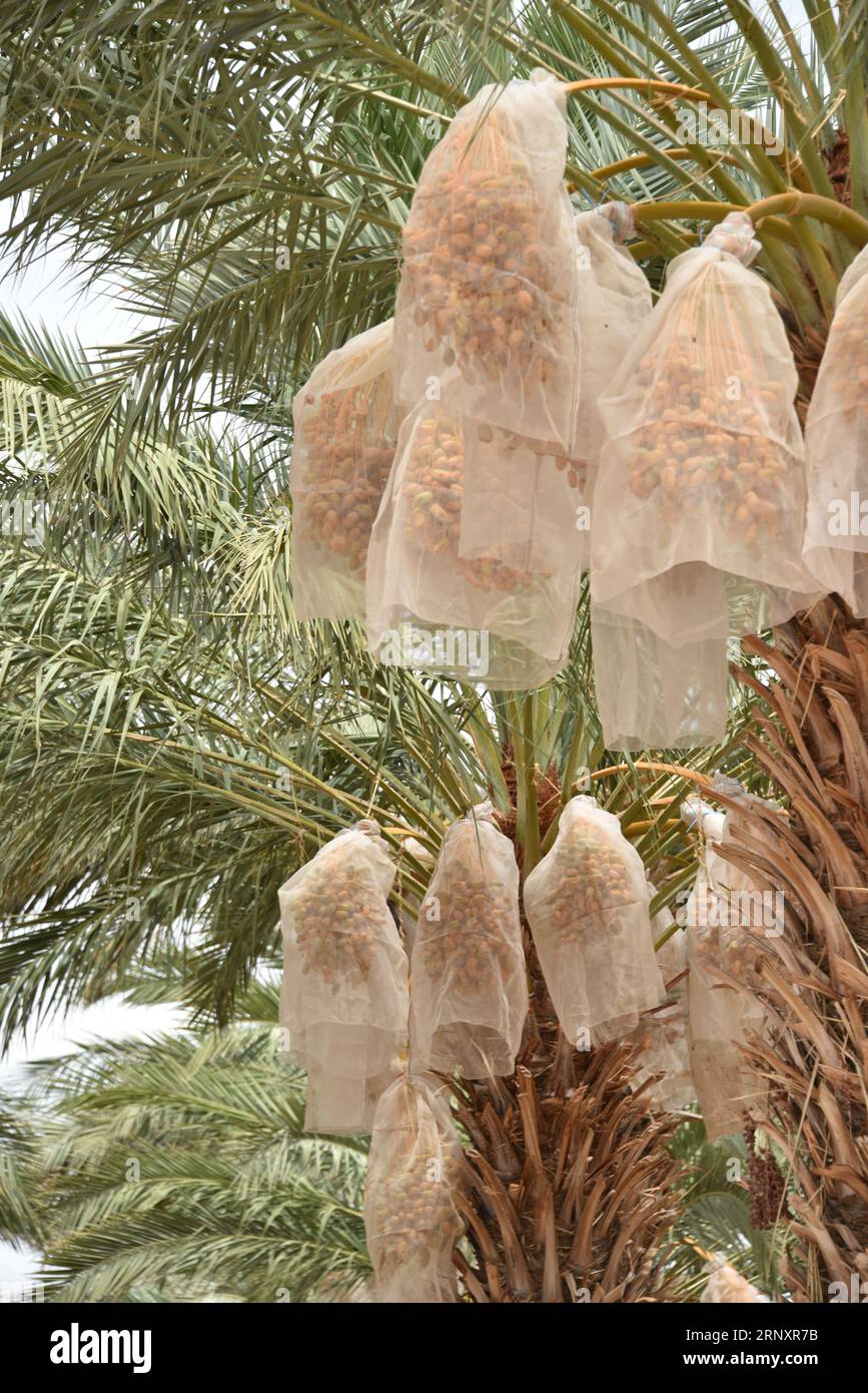 Yuma, AZ USA. 3/14/2023. Martha’s Gardens Medjool Date Farm was founded ...