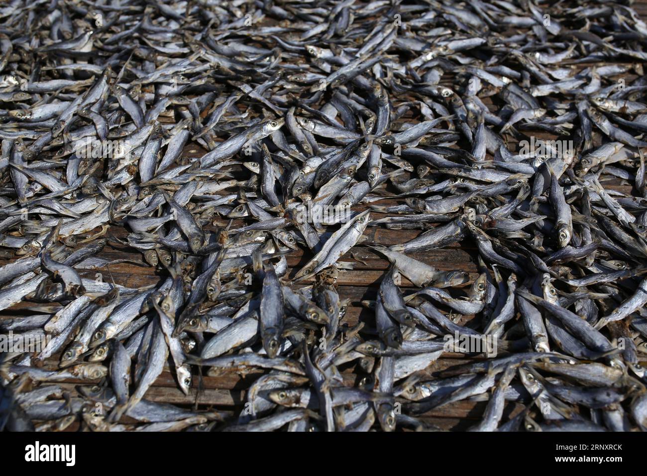 Salted sea fishes dry under the Sun Stock Photo - Alamy