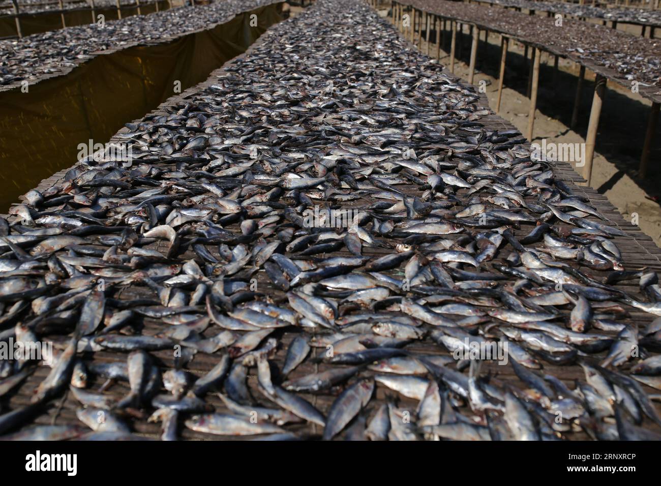 Salted sea fishes dry under the Sun Stock Photo - Alamy
