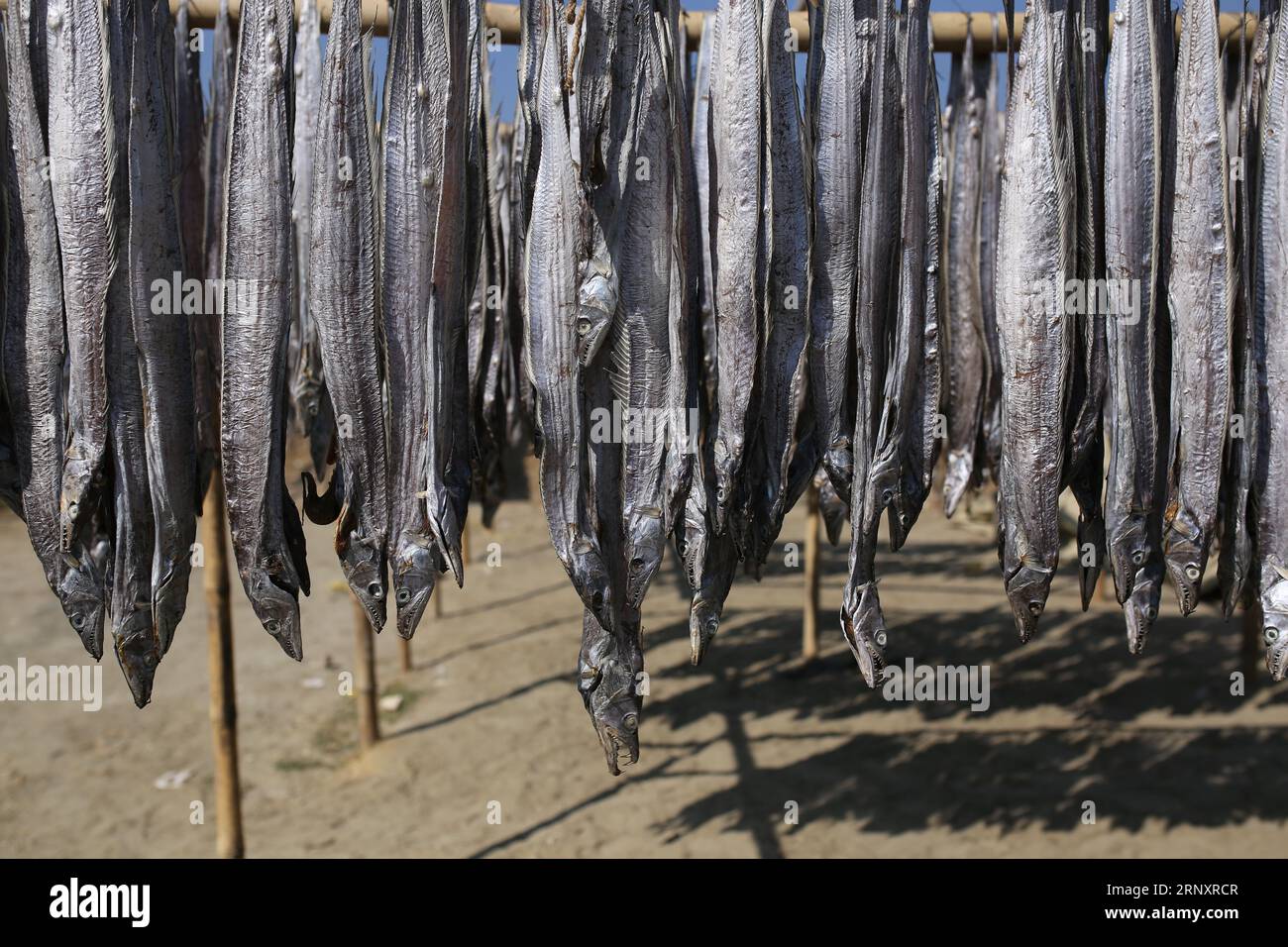 Salted sea fishes dry under the Sun Stock Photo - Alamy