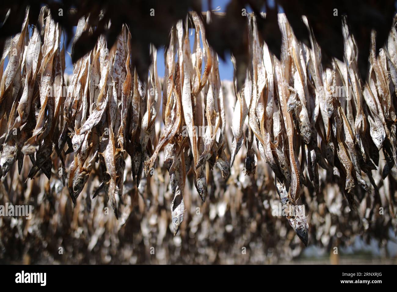 Salted sea fishes dry under the Sun Stock Photo - Alamy
