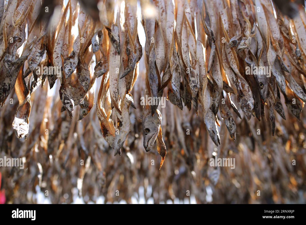 Fishes dry under the Sun in Bangladesh Stock Photo - Alamy