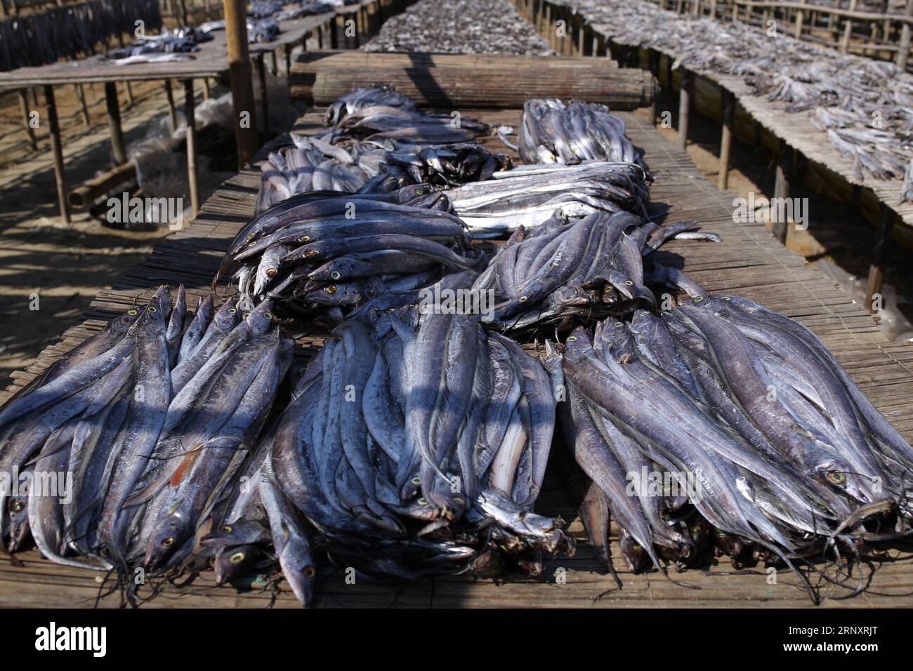 Salted sea fishes dry under the Sun Stock Photo - Alamy