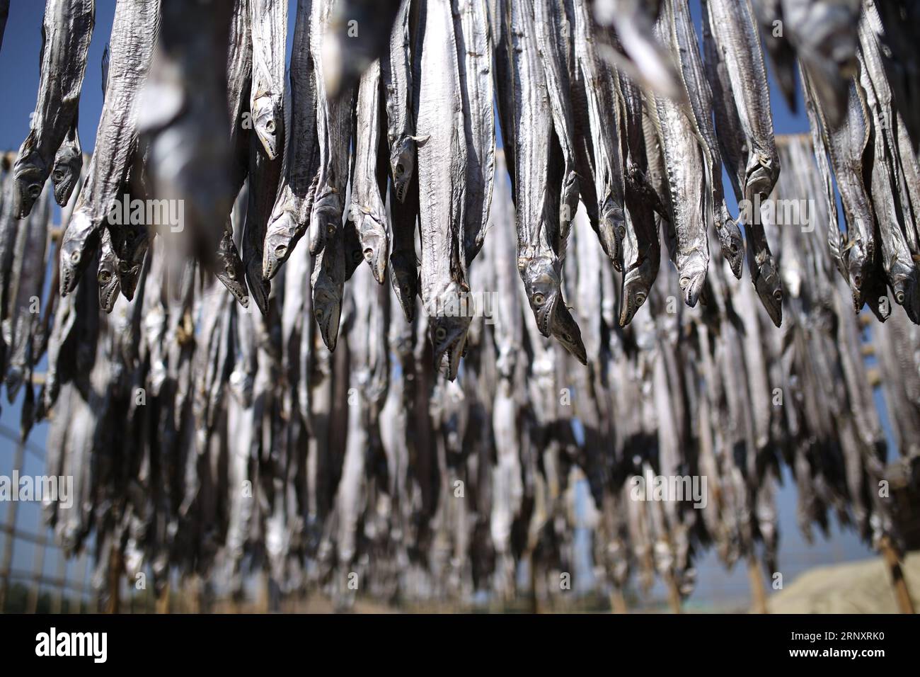 Salted sea fishes dry under the Sun Stock Photo - Alamy