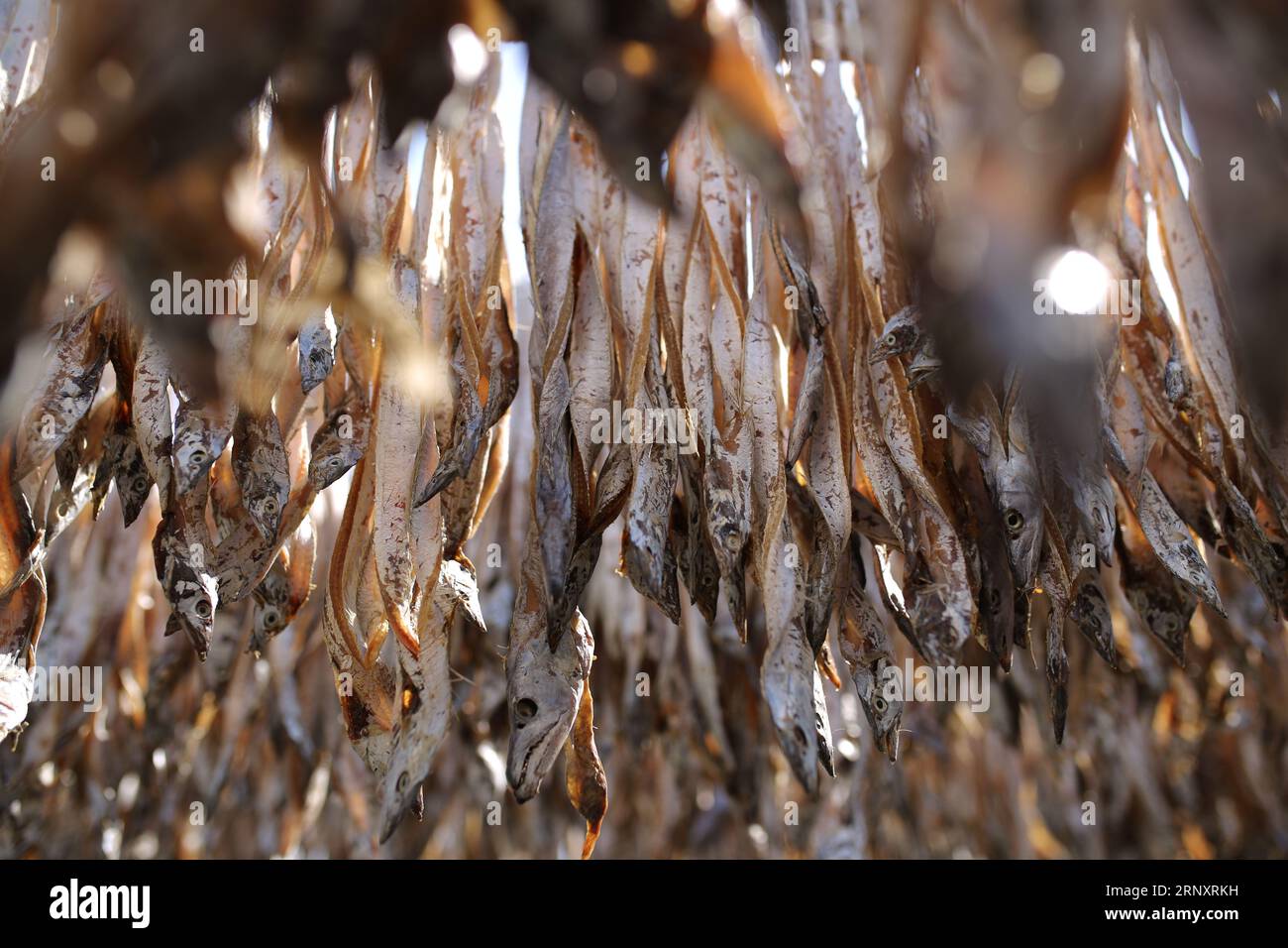 Fishes dry under the Sun in Bangladesh Stock Photo - Alamy